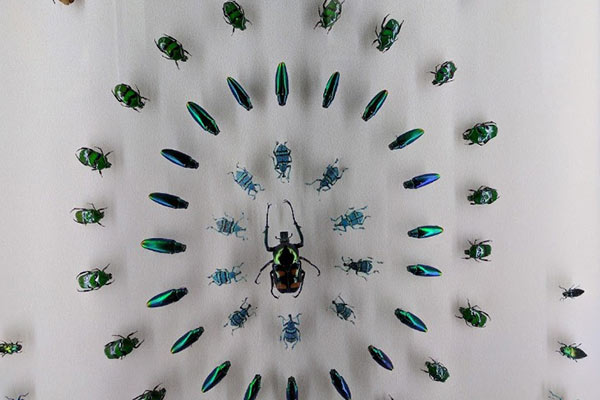 Insectarium - Pinhas Properties